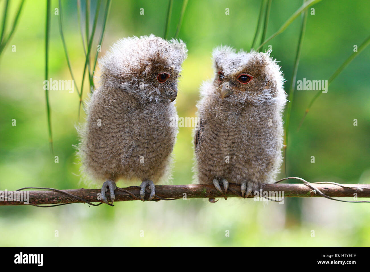 Two baby owls on a branch, Indonesia Stock Photo - Alamy