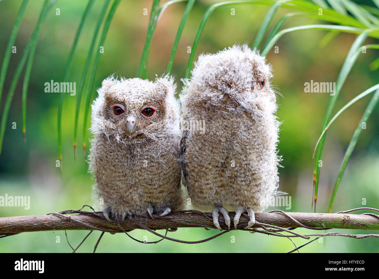 Two baby owls on a branch, Indonesia Stock Photo - Alamy
