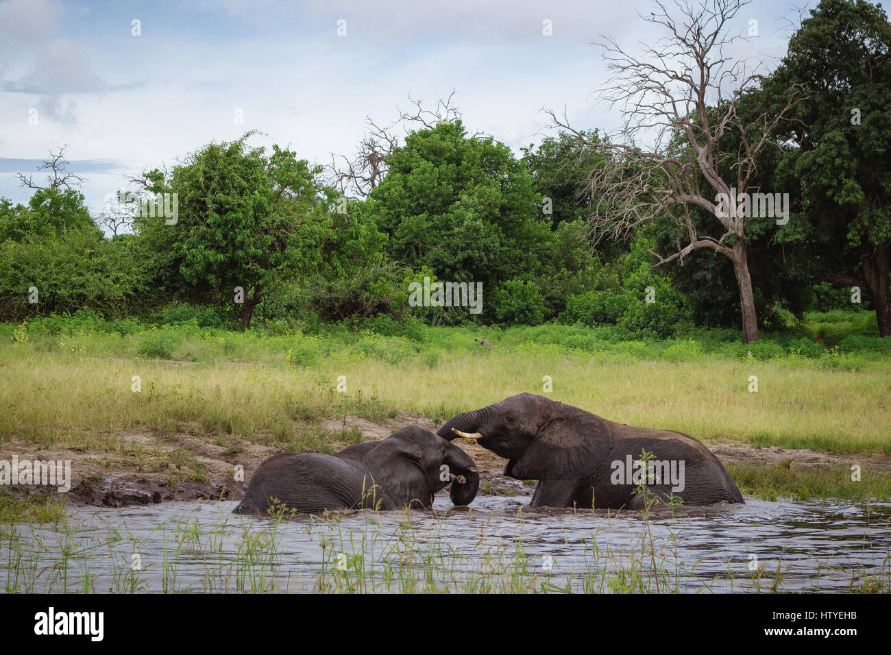 Two elephants in Chobe river, Botswana Stock Photo - Alamy