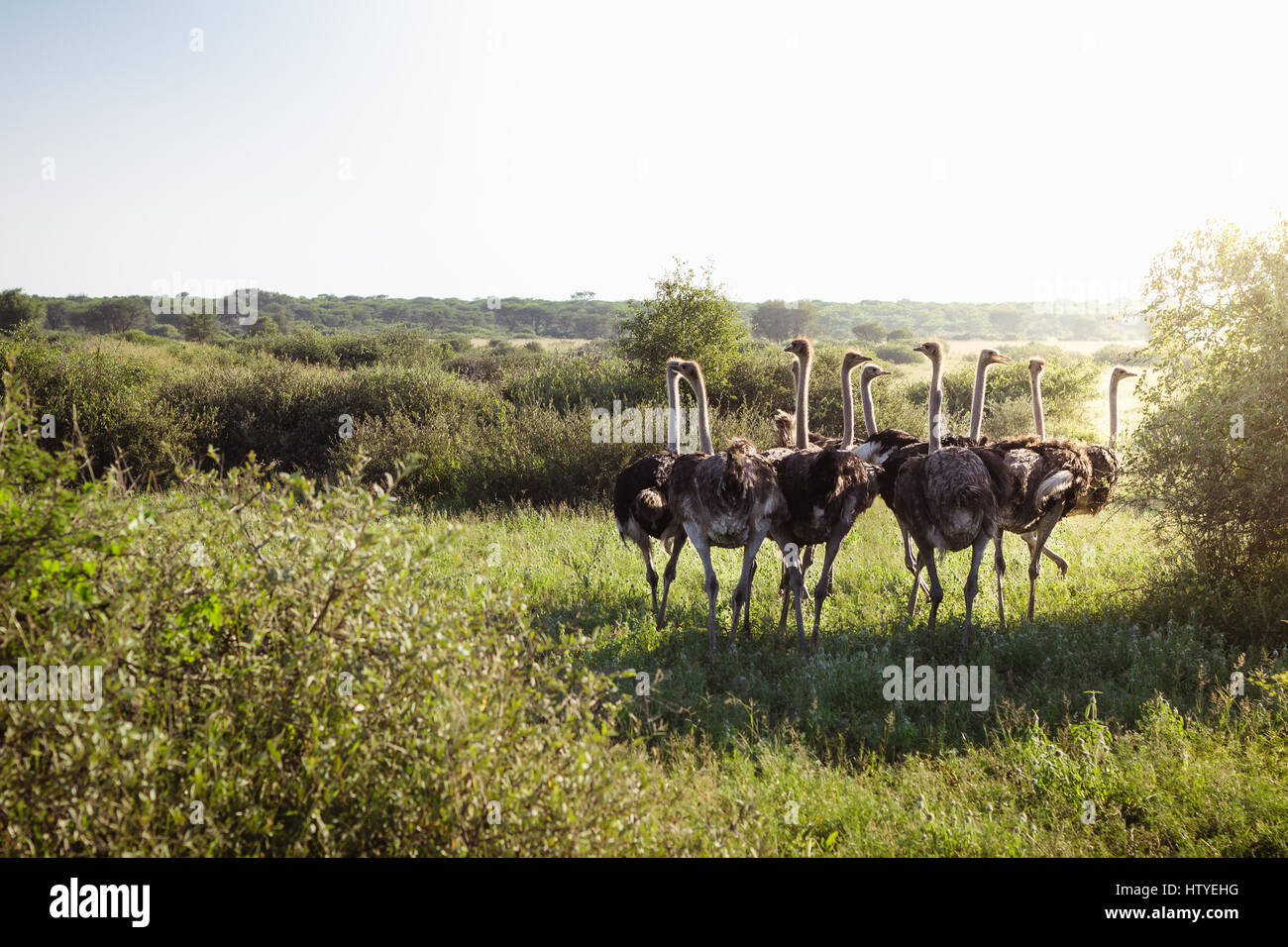 Flock of Ostriches, Botswana Stock Photo - Alamy