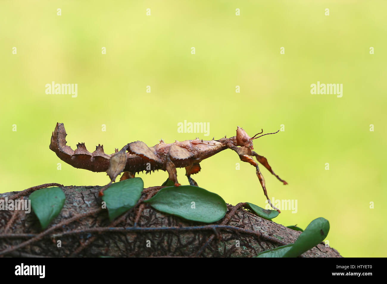Stick insect, Indonesia Stock Photo - Alamy