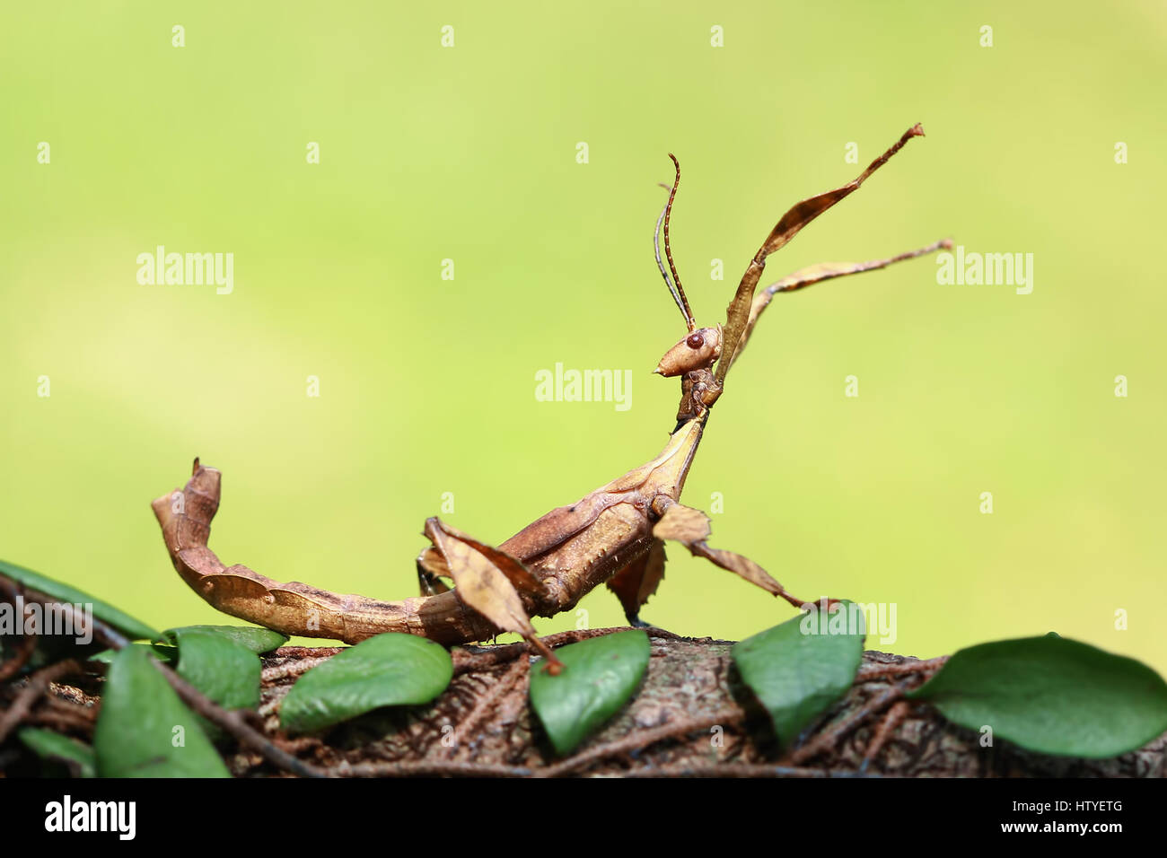Stick insect, Indonesia Stock Photo - Alamy