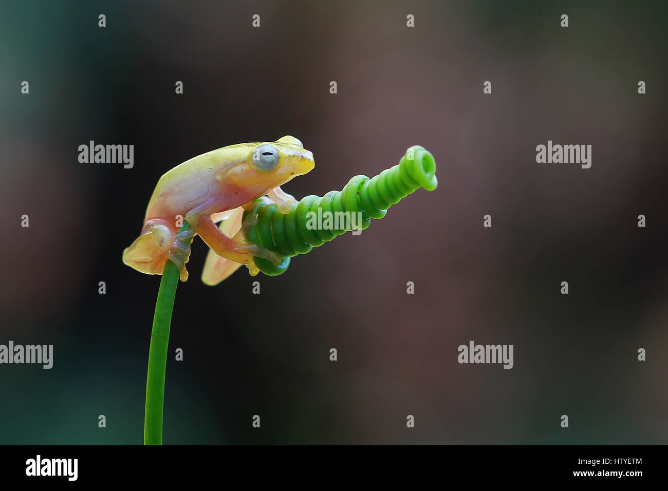 Tree frog (phylautus vittiger), Indonesia Stock Photo - Alamy