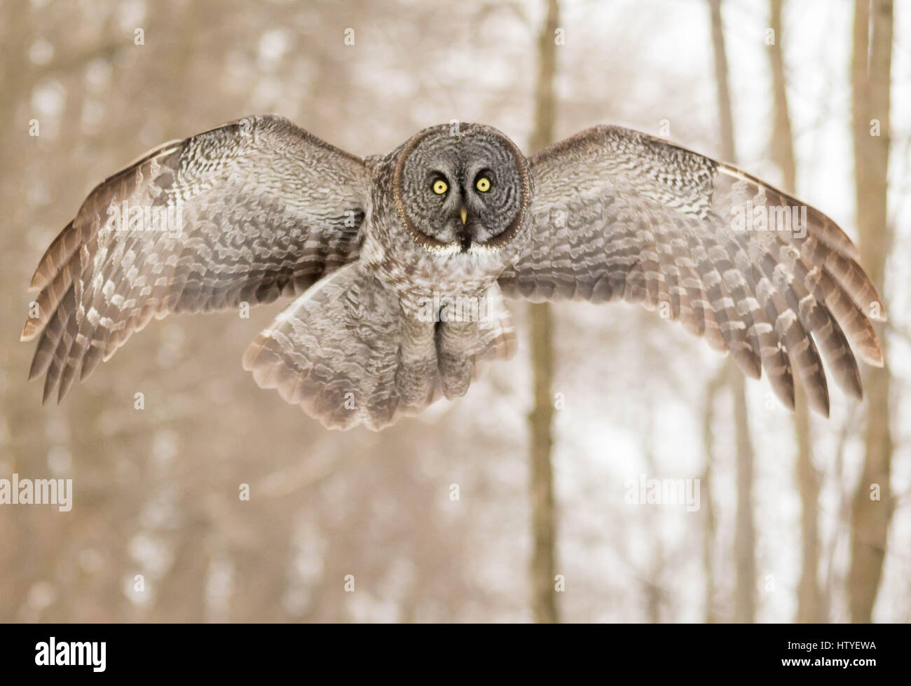 Great gray owl flying hi-res stock photography and images - Alamy