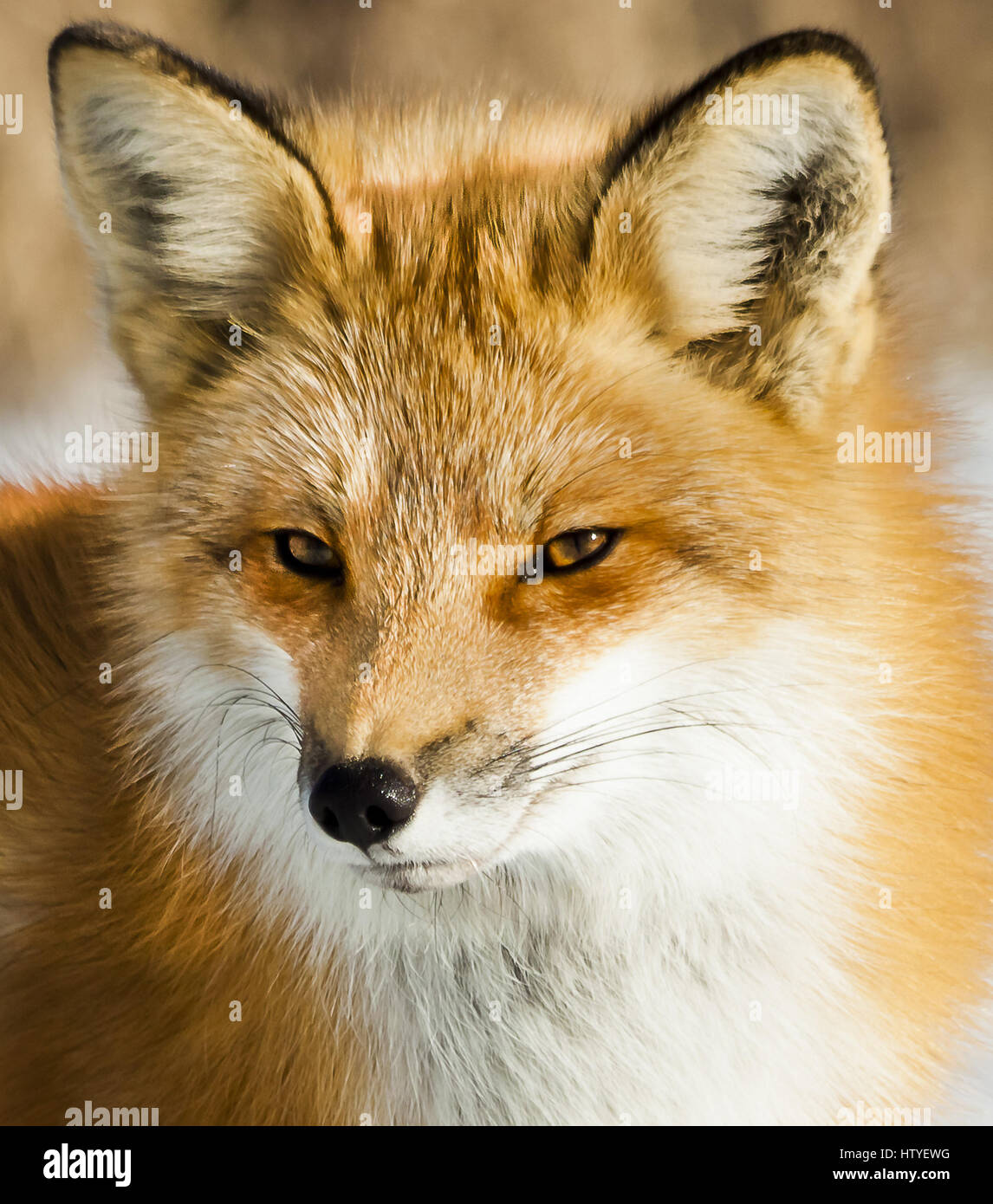 Portrait of a fox, Montreal, Quebec, Canada Stock Photo - Alamy