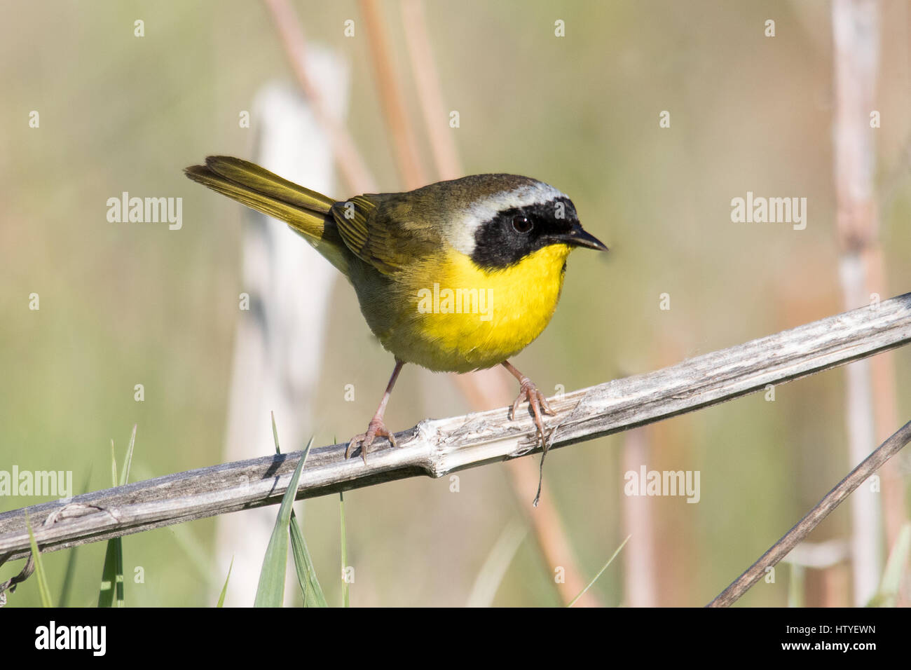 warbler bird, Montreal, Quebec, Canada Stock Photo - Alamy