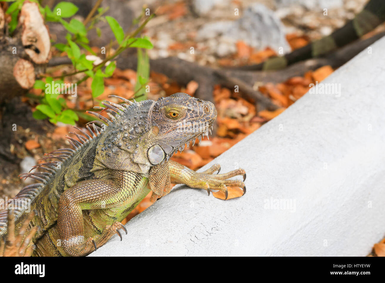 Green iguana climbing in tree hi-res stock photography and images - Alamy