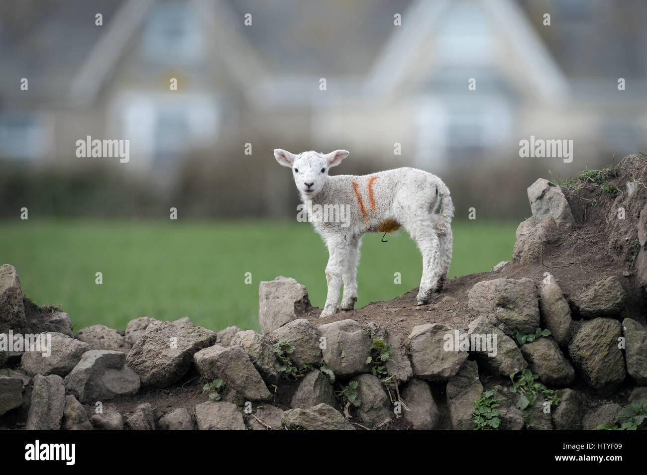 A lamb from a flock of week-old lambs born on Tregullas Farm, on the ...