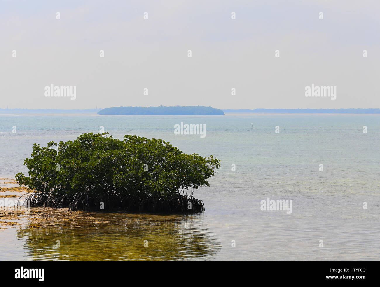 Very small islet consisting of a mangrove in the Florida Keys with ...