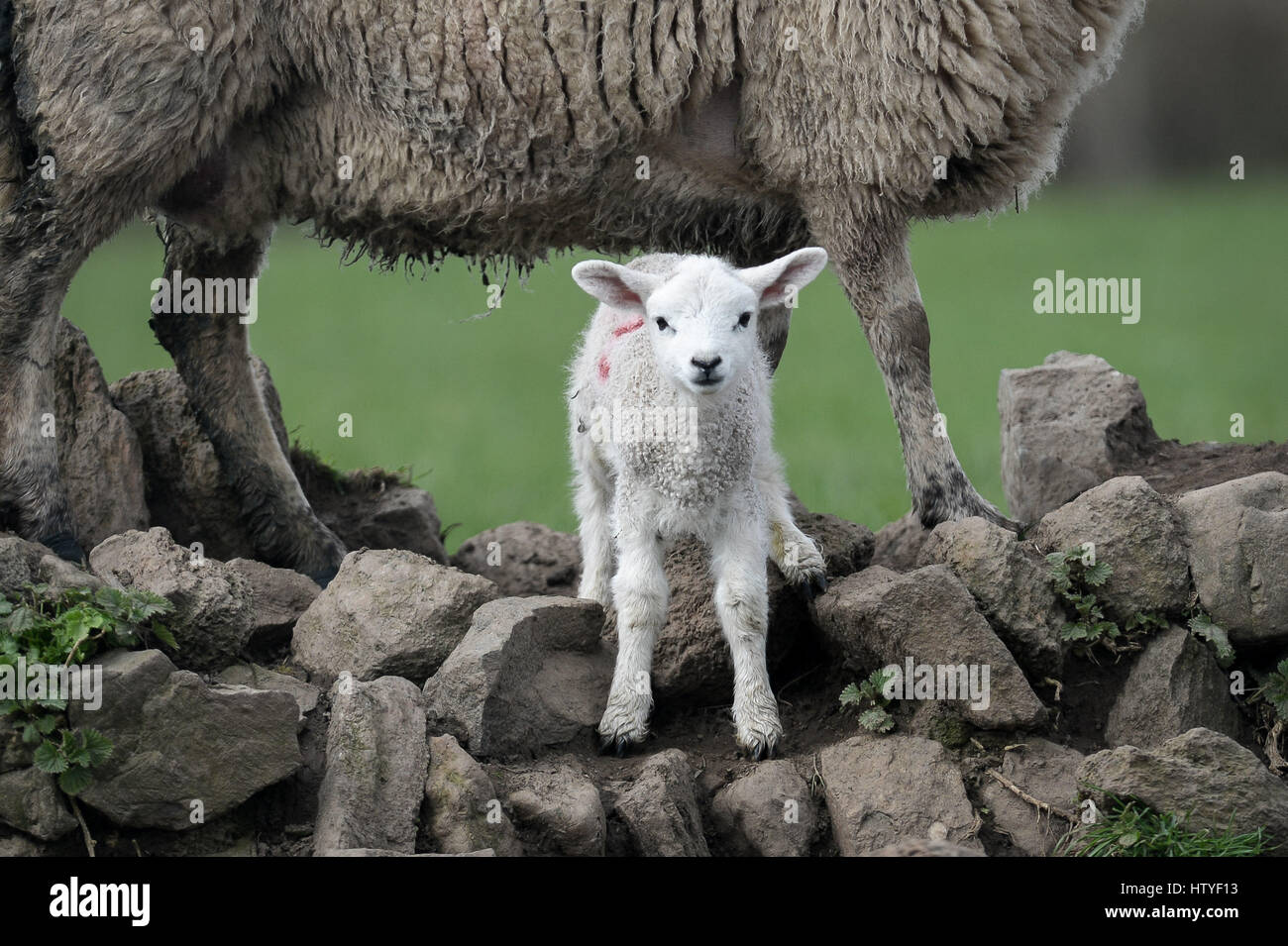 A lamb from a flock of week-old lambs born on Tregullas Farm, on the ...