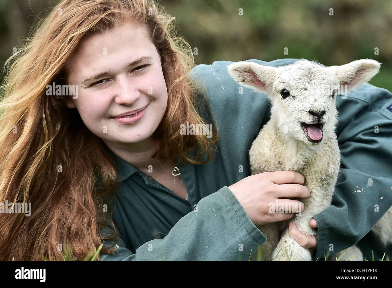 Elsa Amiss, 18, with the first born lamb from a flock of week-old lambs ...