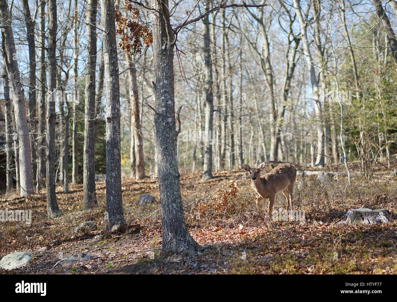Deer in the forest Stock Photo - Alamy