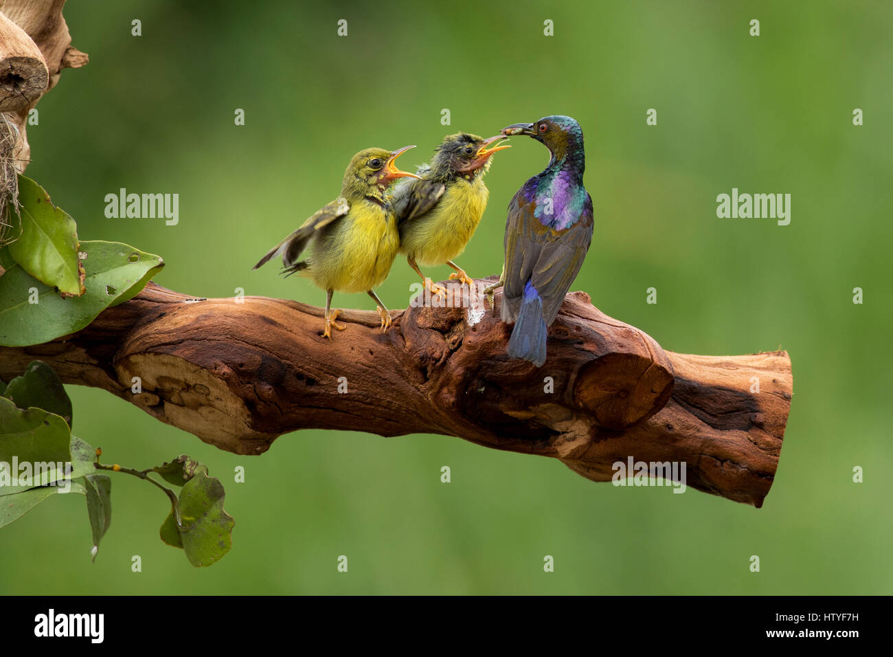 Honeybird feeding chicks, Indonesia Stock Photo - Alamy