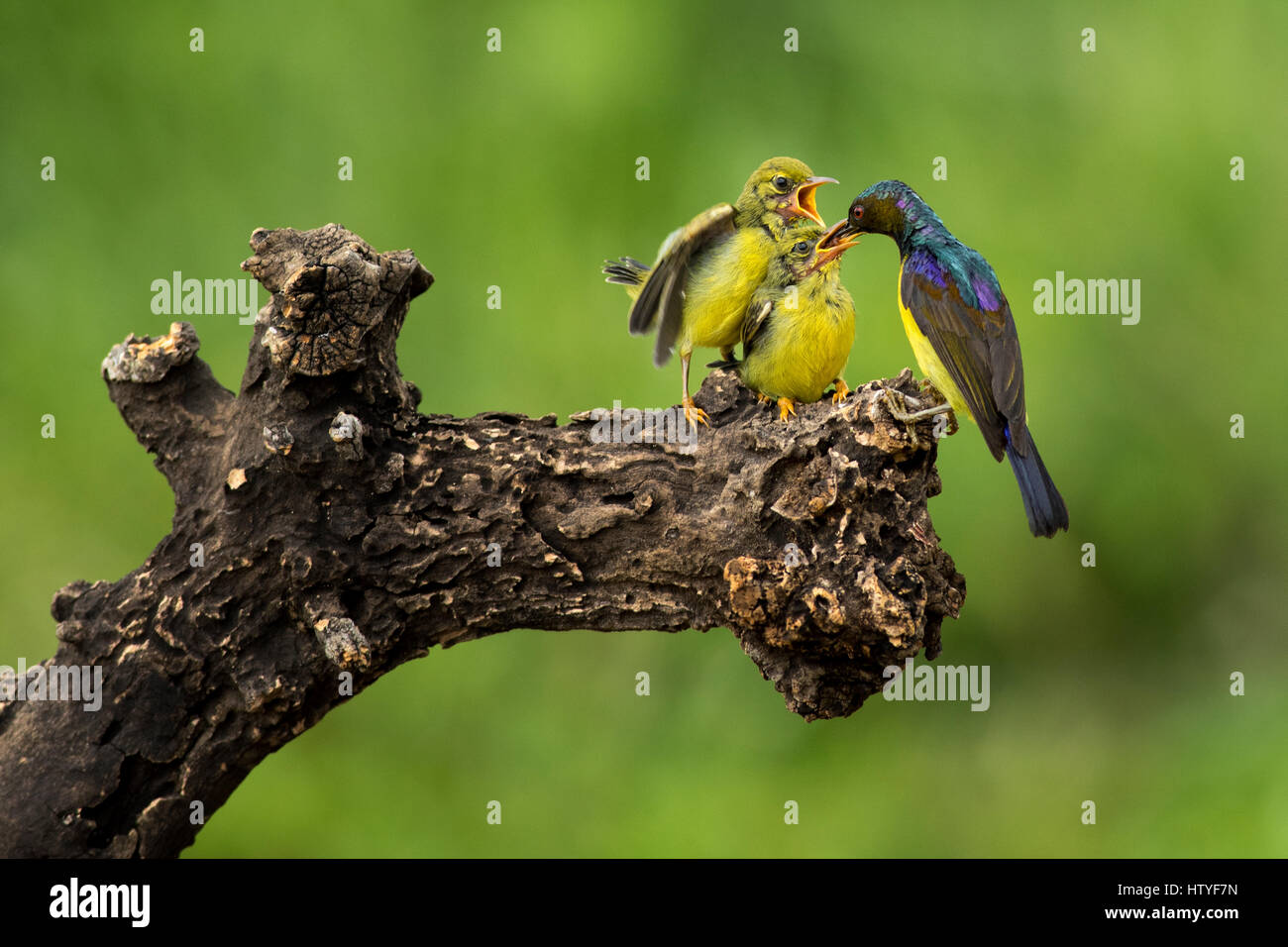 Honeybird feeding chicks, Indonesia Stock Photo - Alamy