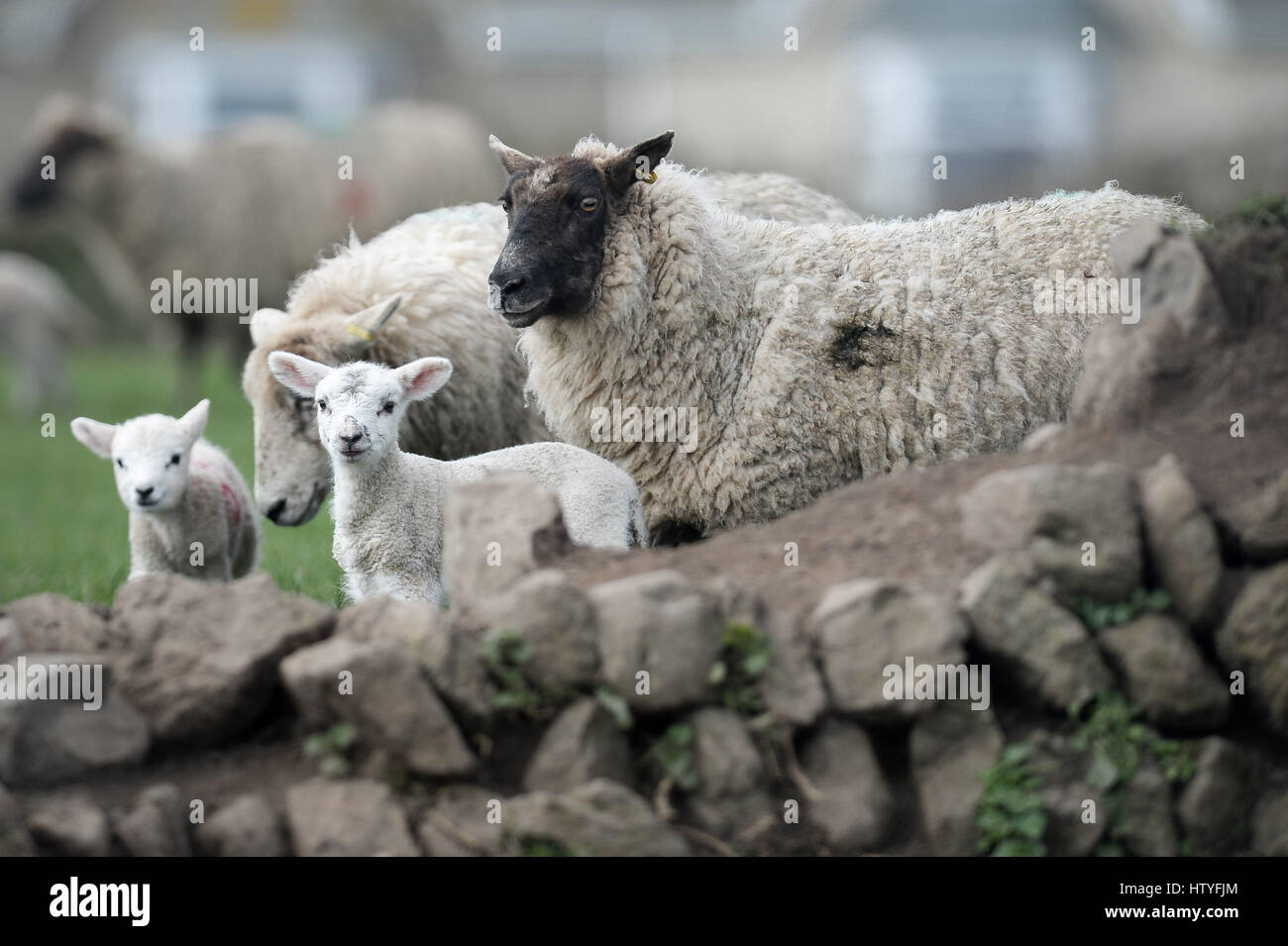 Come early on national trust farm hi-res stock photography and images ...