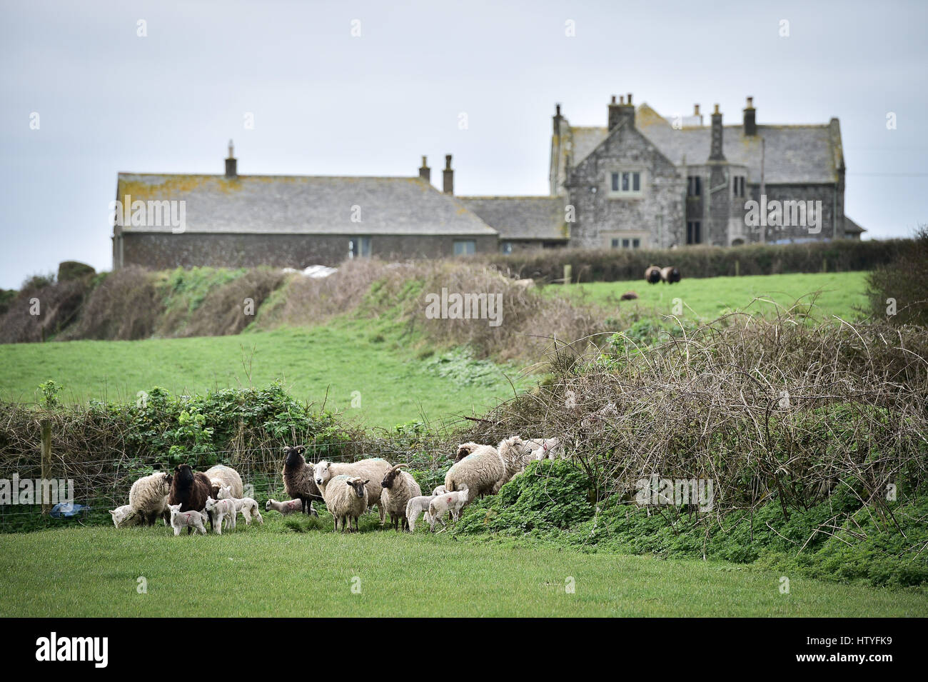 Sheep and week-old lambs born on Tregullas Farm, on the Lizard ...