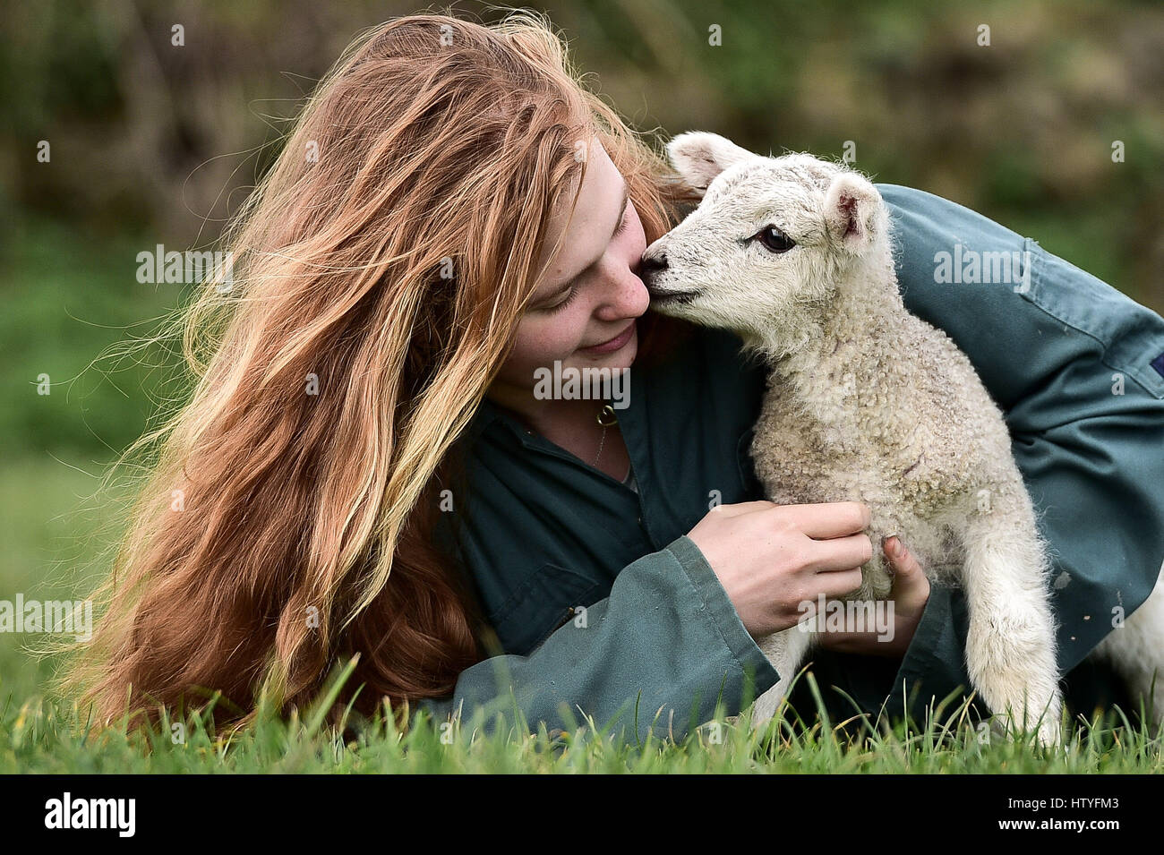 Elsa Amiss, 18, with the first born lamb from a flock of week-old lambs ...
