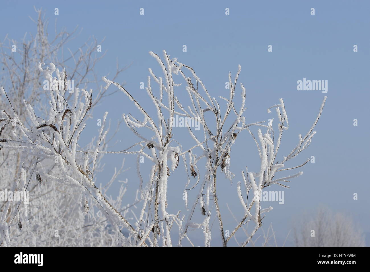 Hoarfrost on the tree Stock Photo - Alamy