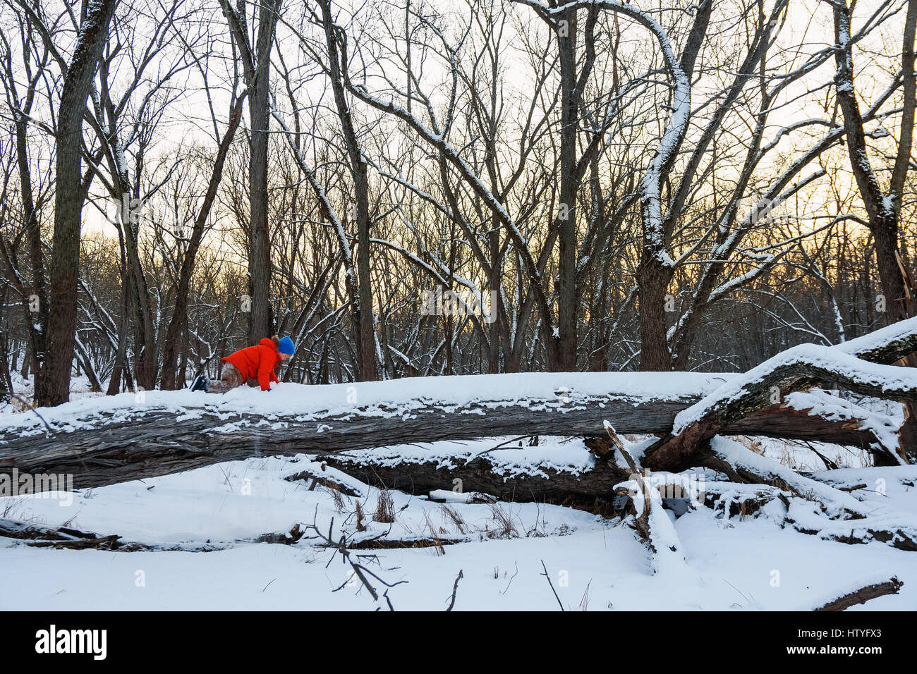 Forest scene with fallen tree hi-res stock photography and images - Alamy