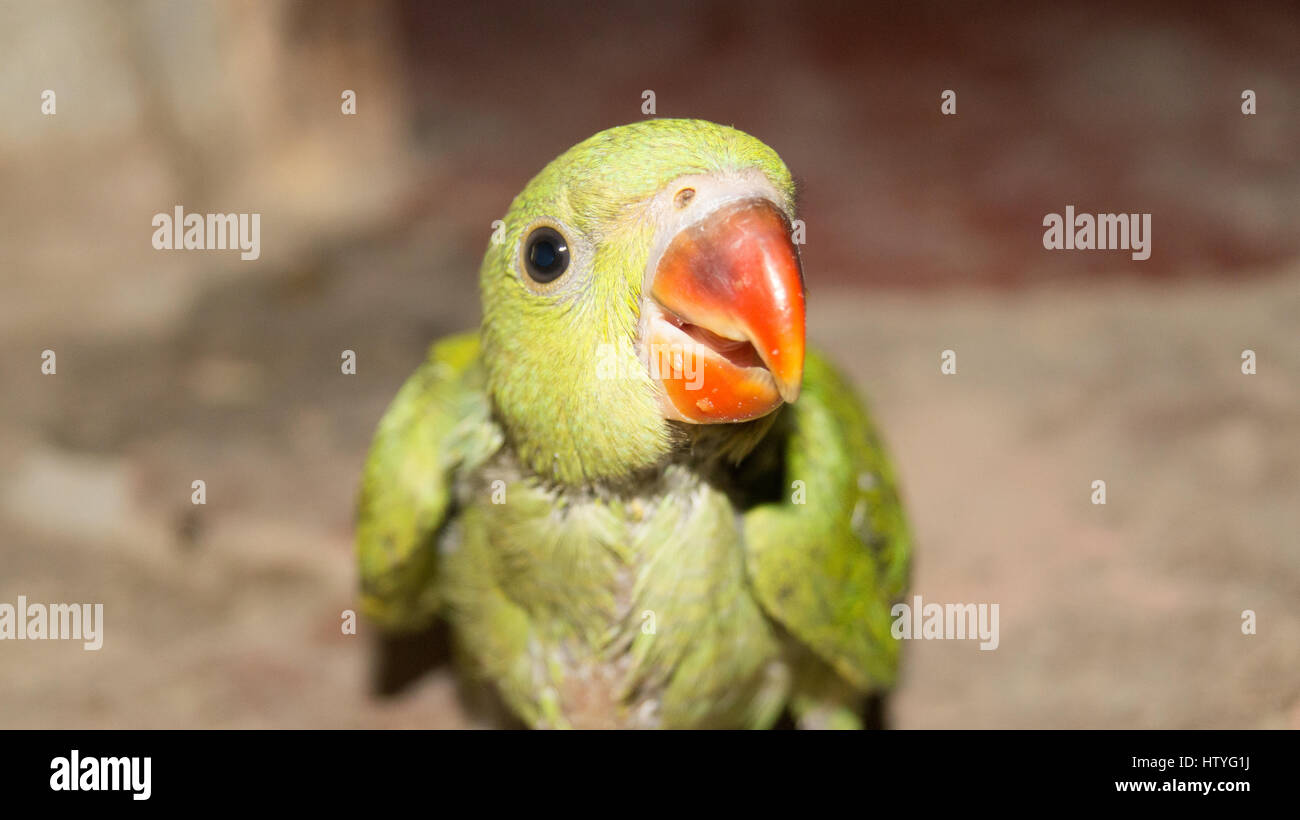Smiling bird hi-res stock photography and images - Alamy
