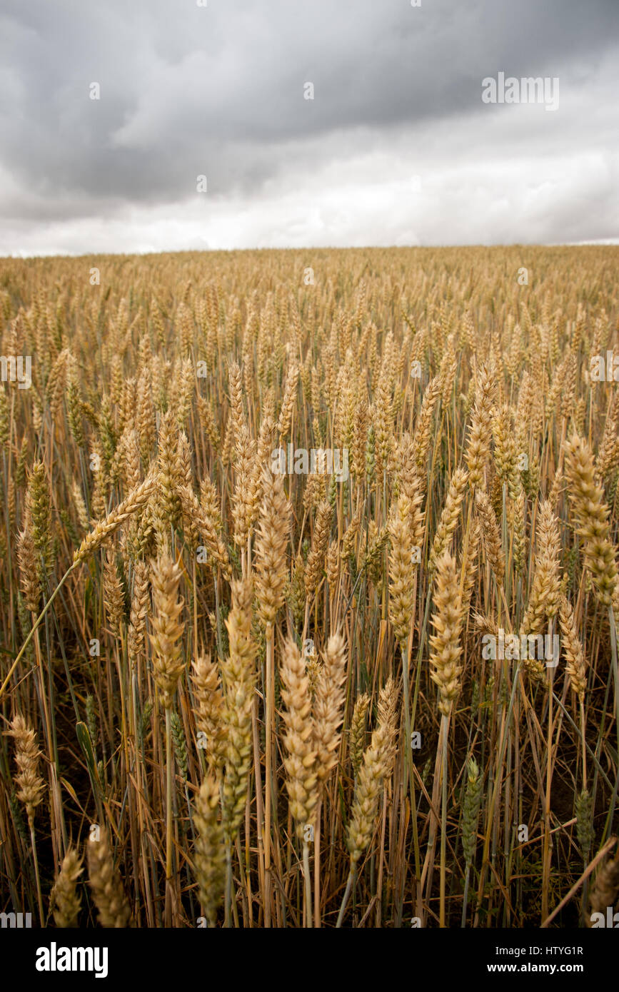 Wheat field, Uppsala, Sweden Stock Photo - Alamy