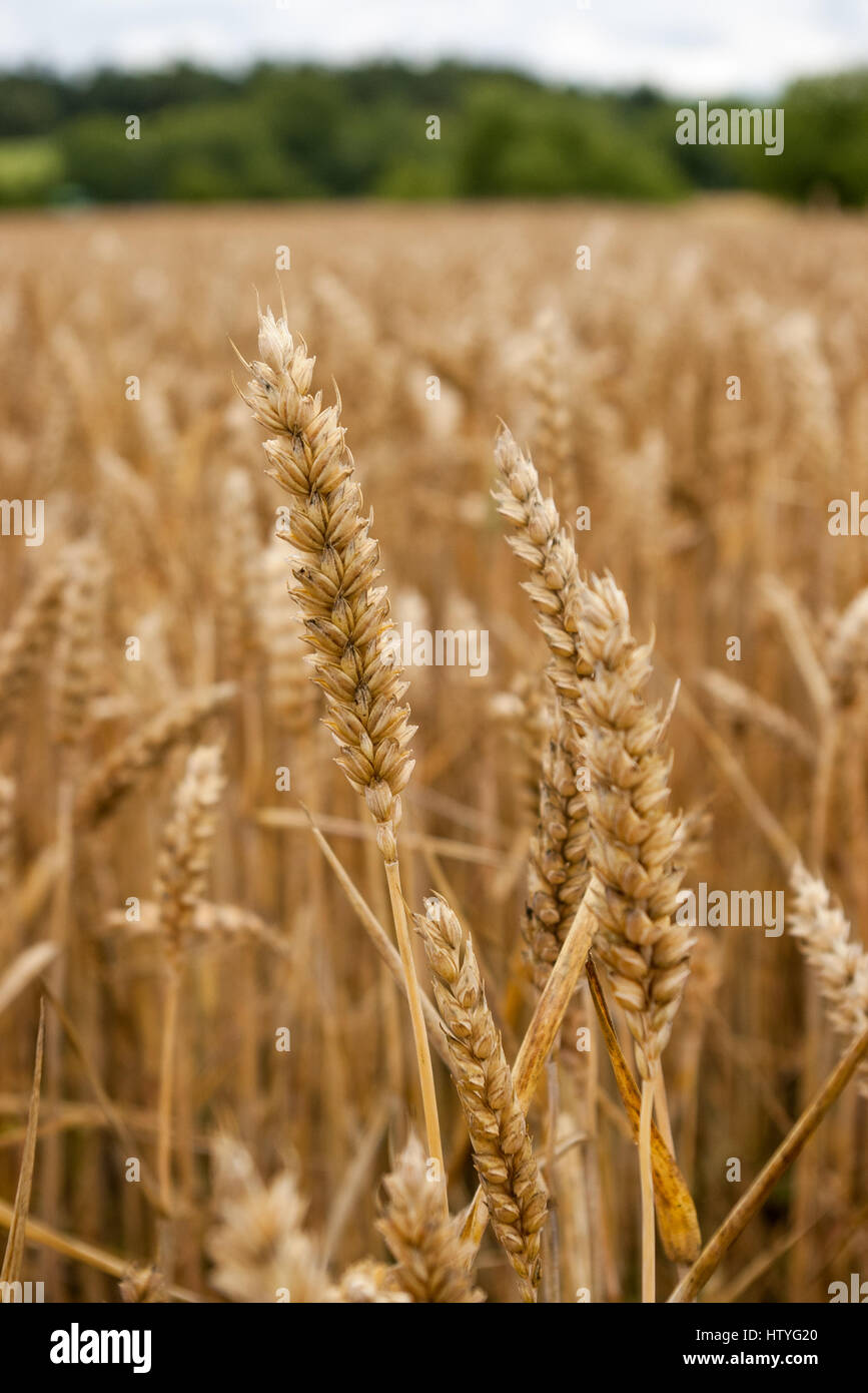 Wheat in sweden hi-res stock photography and images - Alamy