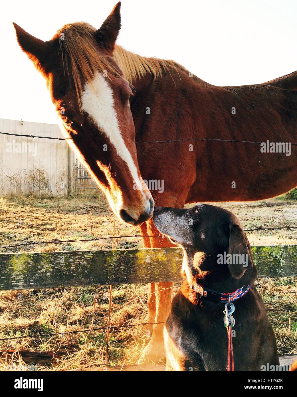 English Mastiff And Horse