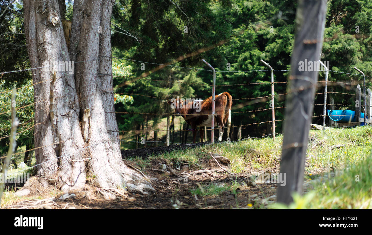 Cow behind a tree hi-res stock photography and images - Alamy