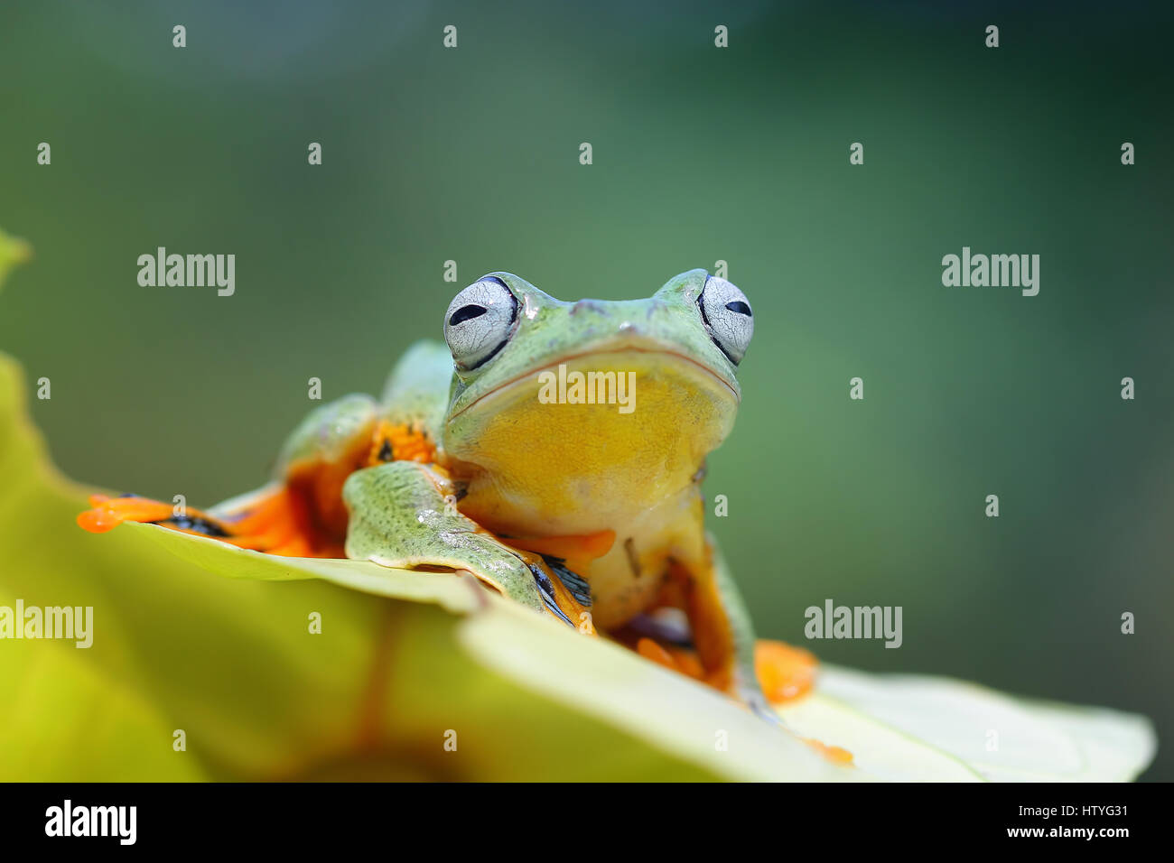 Javan gliding tree frog sitting on leaf, Indonesia Stock Photo - Alamy