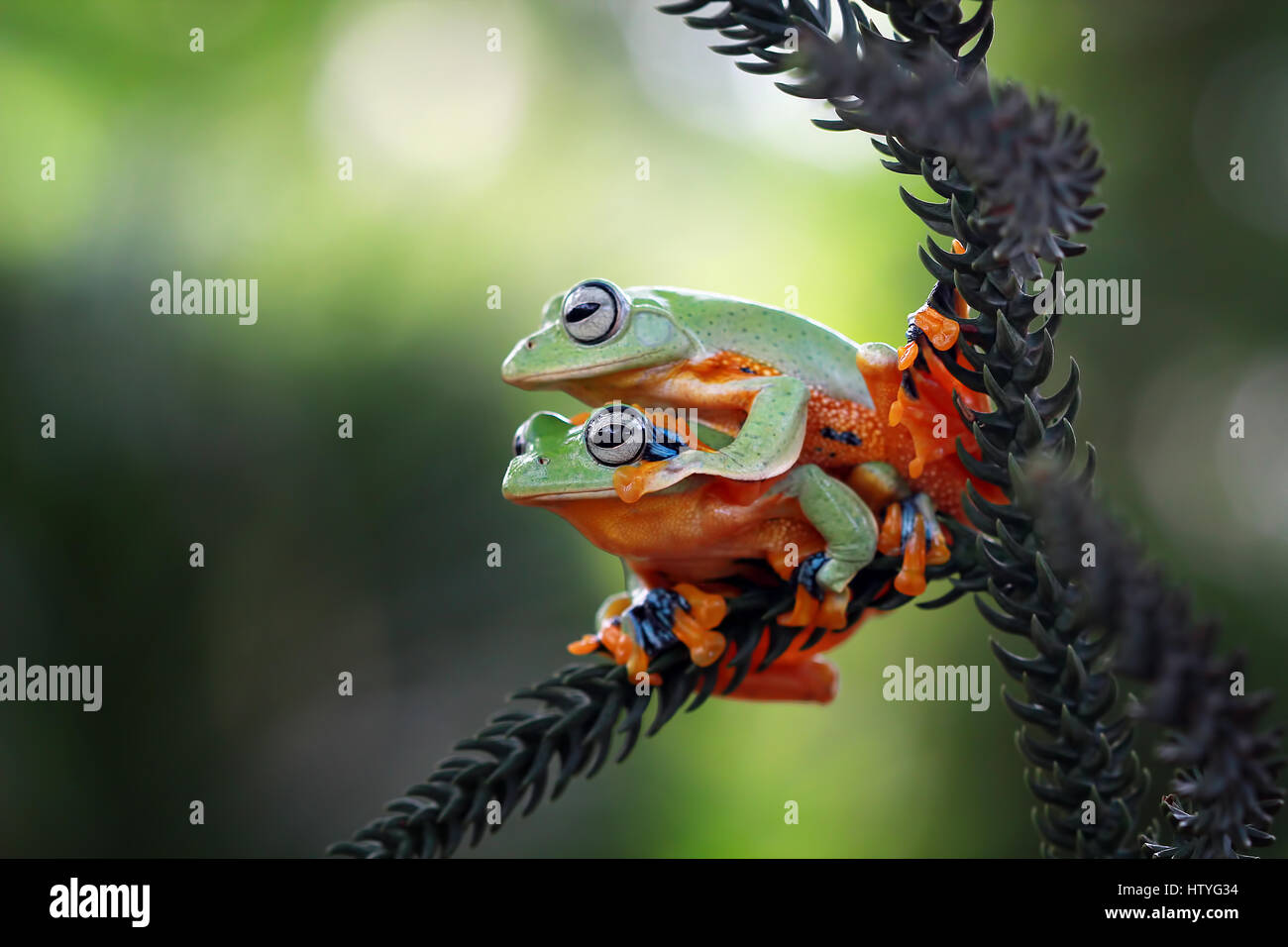 Two Javan gliding tree frogs, Indonesia Stock Photo - Alamy