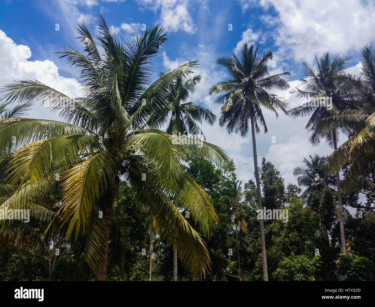 Palm trees, Kuantan Pahang, Malaysia Stock Photo - Alamy