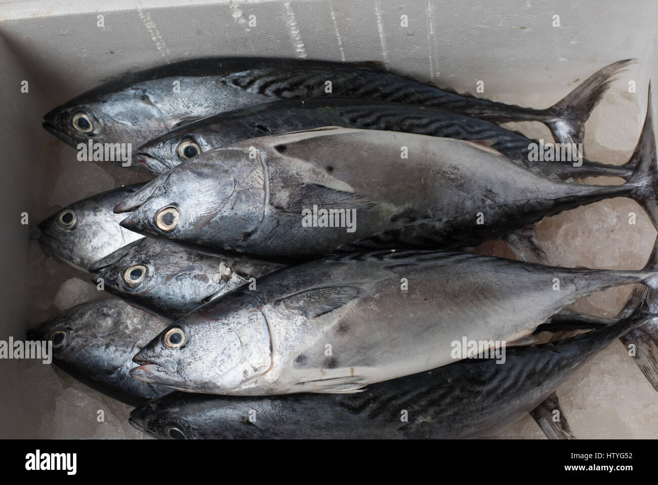 Ice box hi-res stock photography and images - Alamy