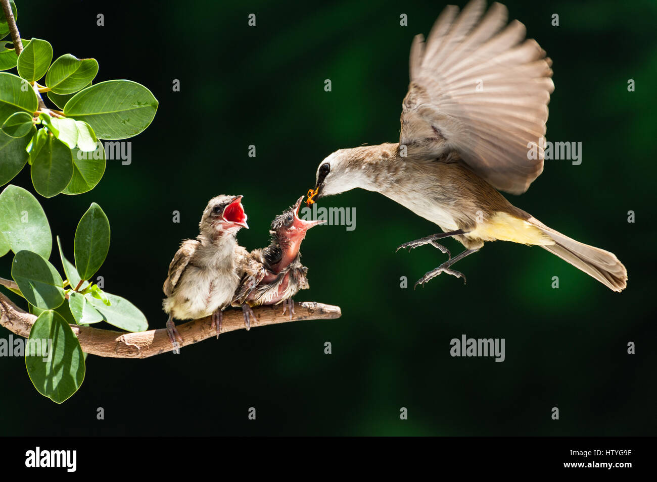 Yellow-vented bulbul bird feeding chicks, Parit Buntar, Perak, Malaysia ...