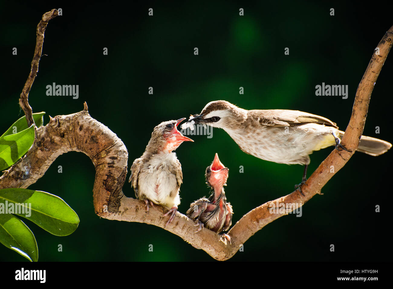Yellow-vented bulbul bird feeding chicks, Parit Buntar, Perak, Malaysia ...