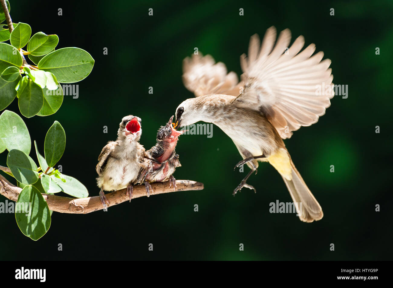 Yellow-vented bulbul bird feeding chicks, Parit Buntar, Perak, Malaysia ...