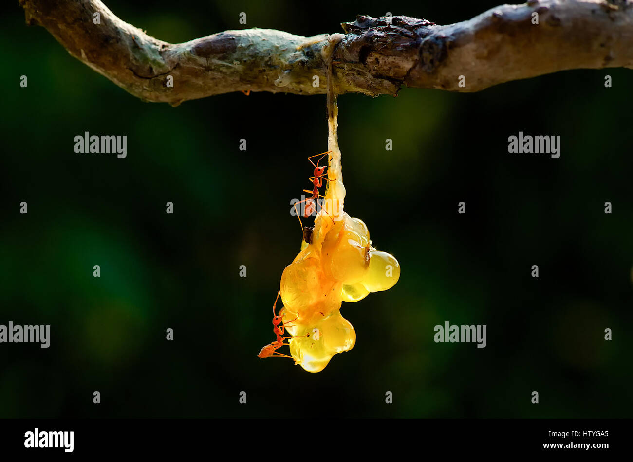 Two ants on a branch, Bukit Mertajam, Penang, Malaysia Stock Photo - Alamy