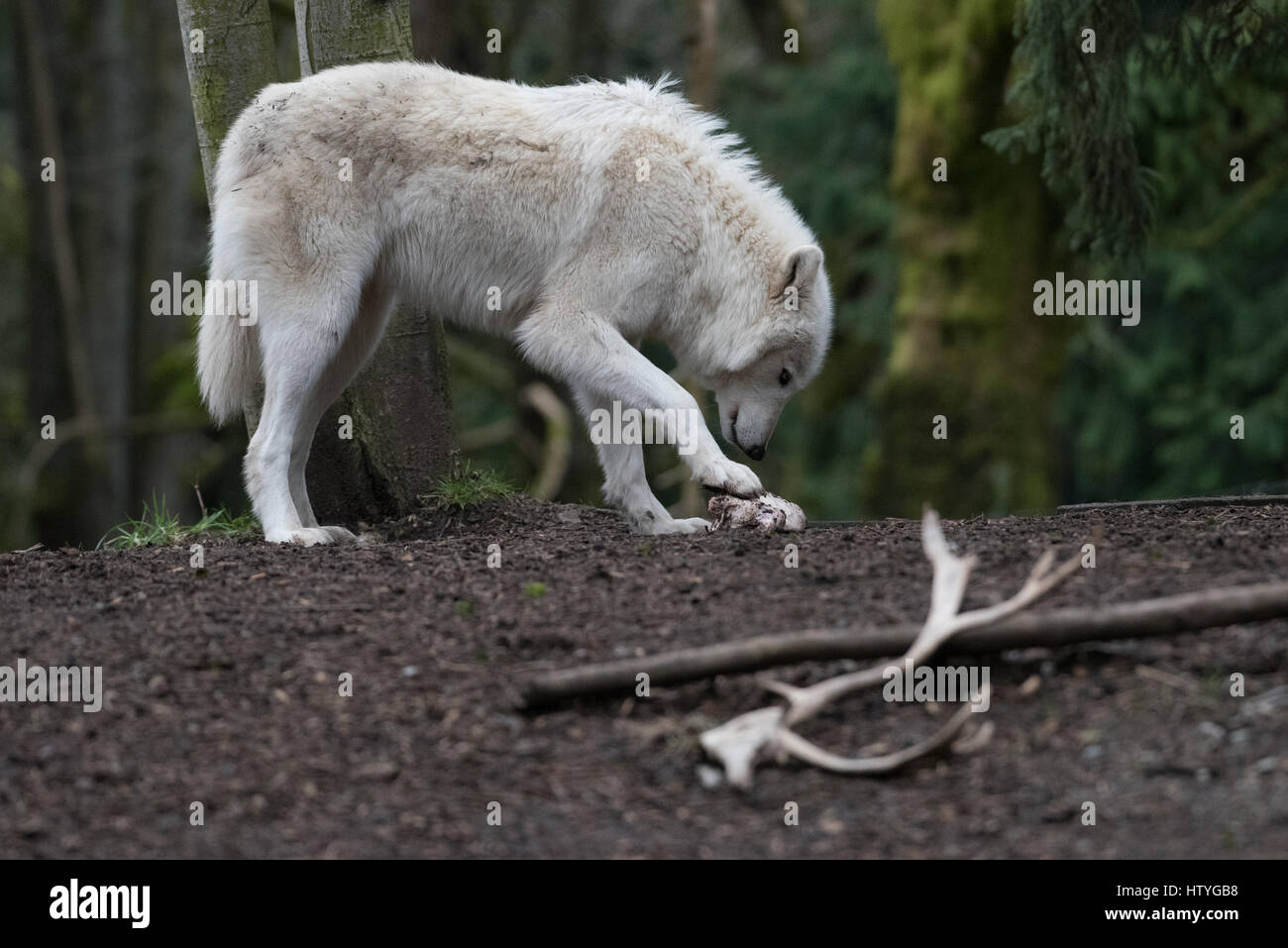 Wolf with prey Stock Photo - Alamy