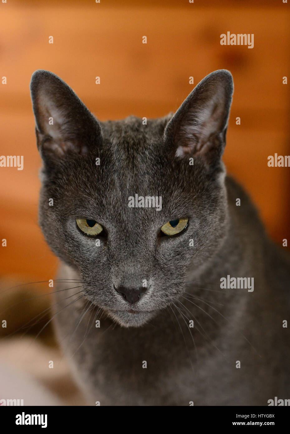 A mature male Russian Blue Cat Stock Photo - Alamy