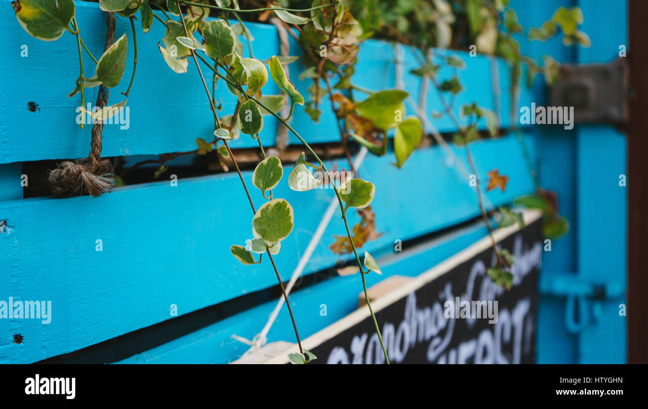 A blue sign with plants Stock Photo - Alamy