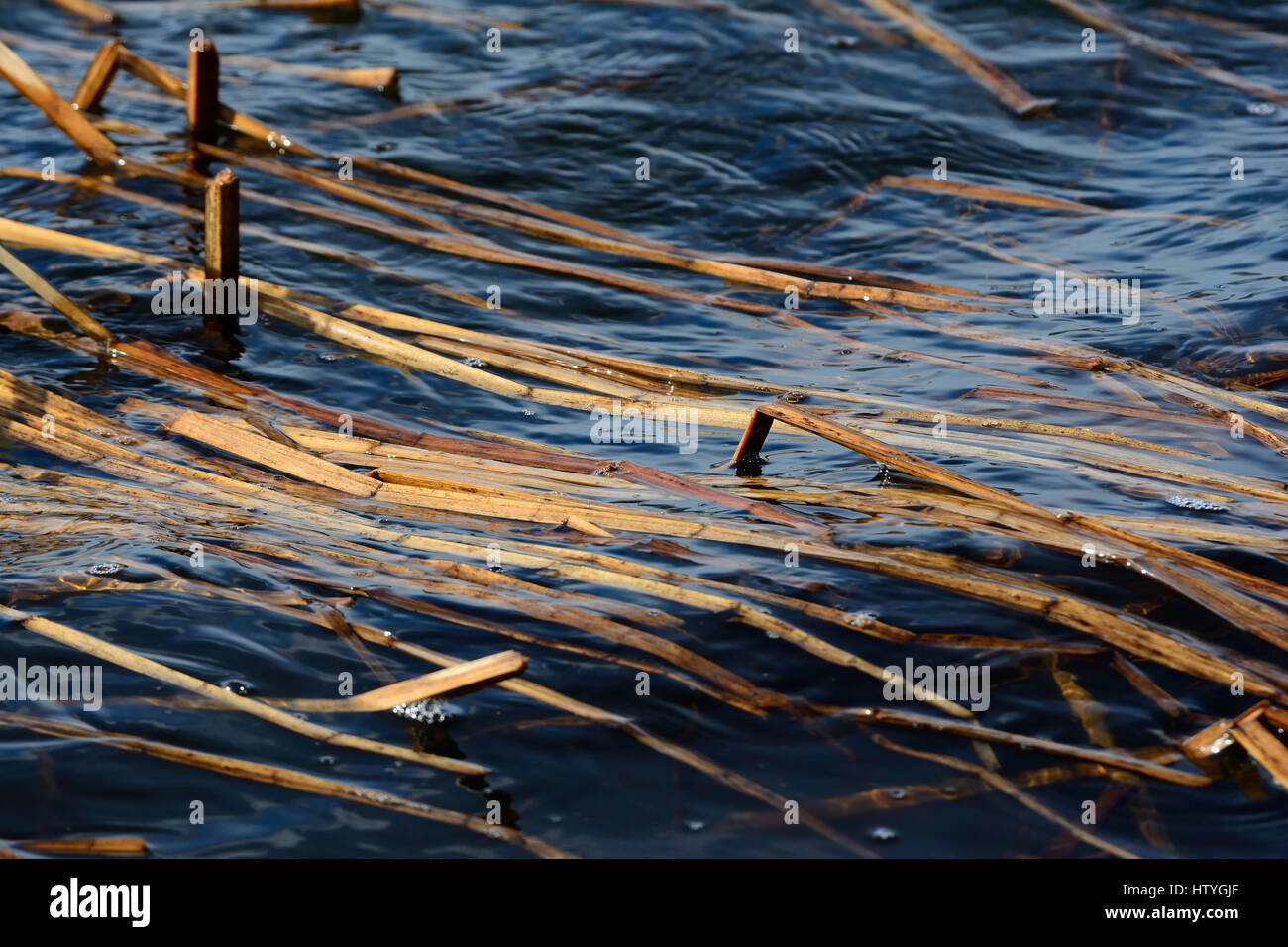 waves gently pass through dead floating reeds Stock Photo - Alamy