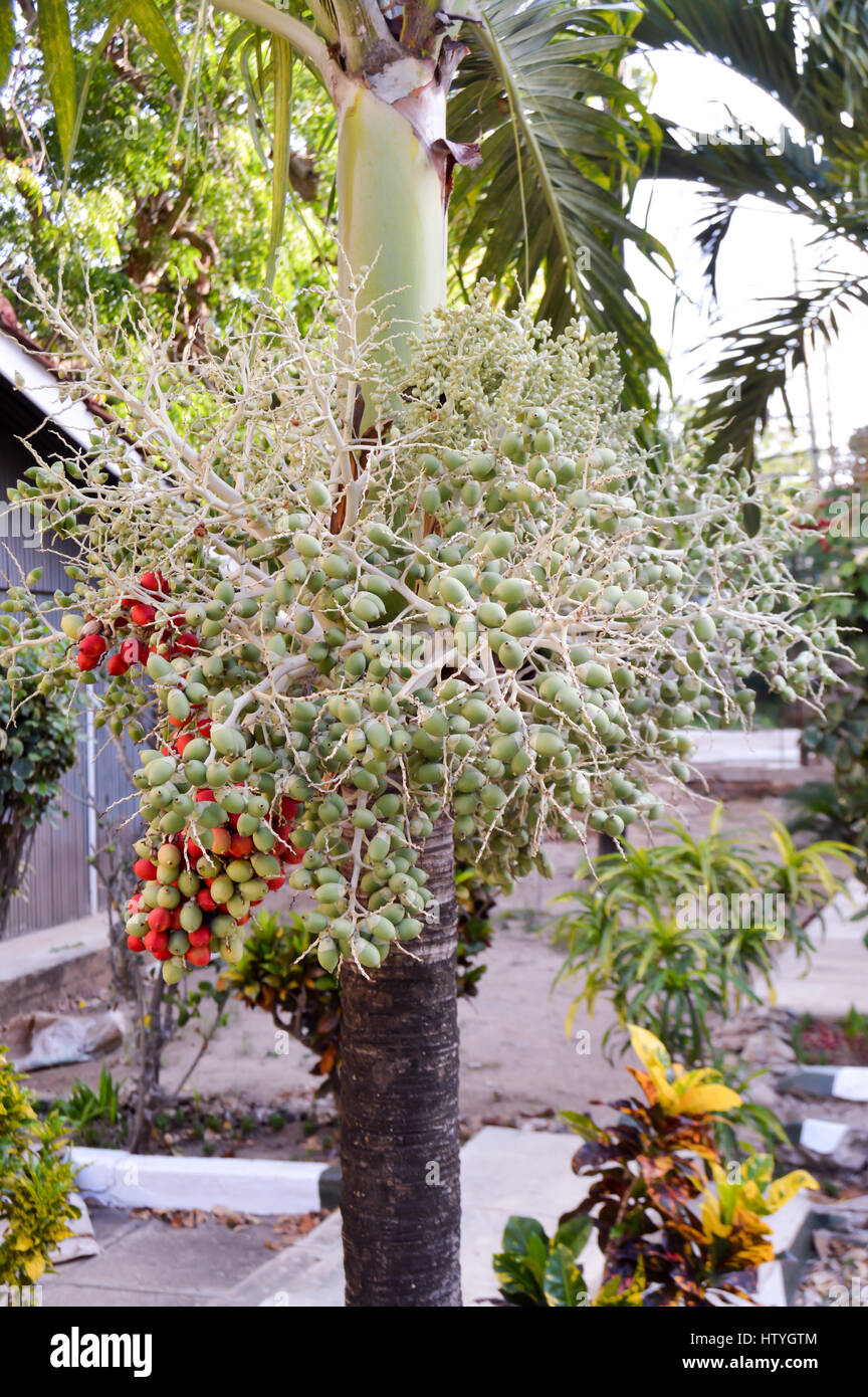 Date cluster collection hi-res stock photography and images - Alamy