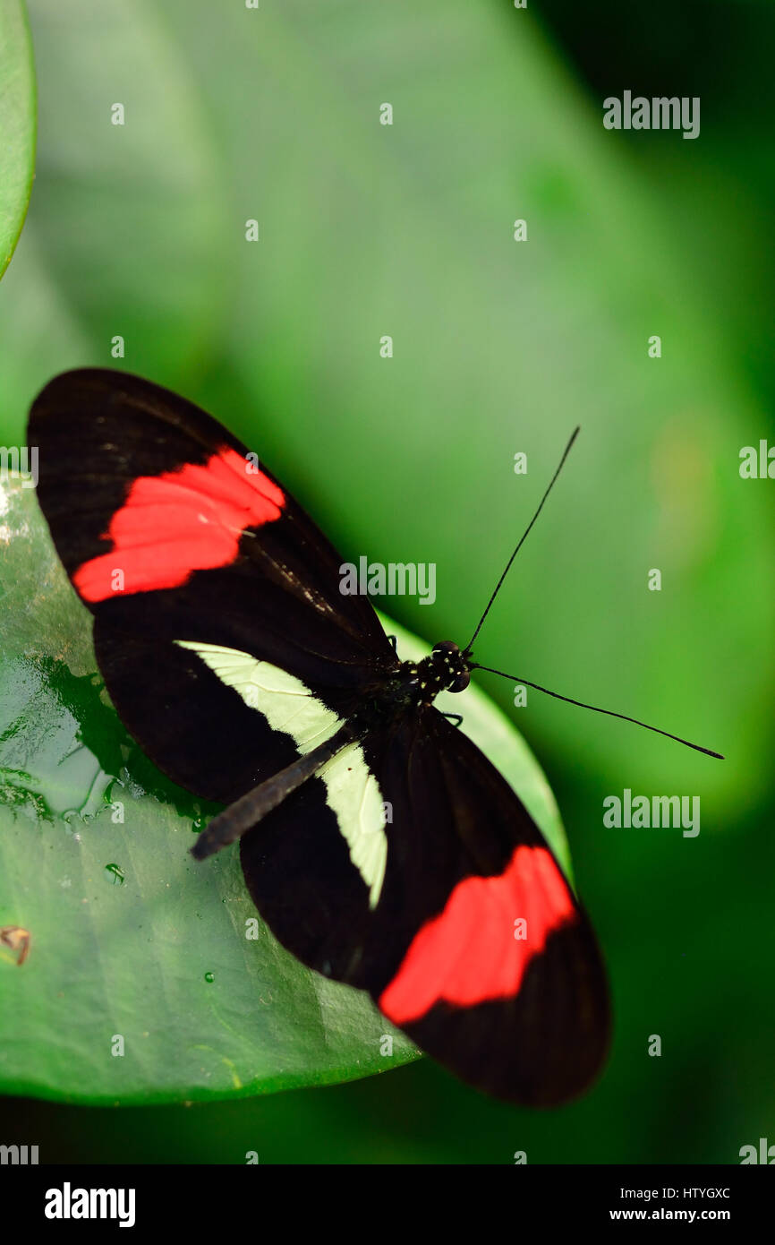 Postman Butterfly Heliconius melpomene Stock Photo - Alamy