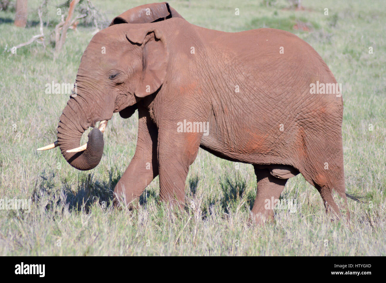 Red Elephant isolated in the savannah of Tsavo East park in Kenya Stock ...