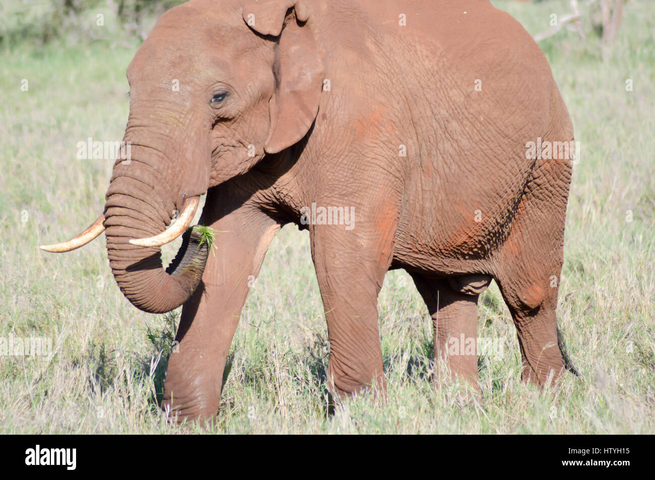Red Elephant isolated in the savannah of Tsavo East park in Kenya Stock ...