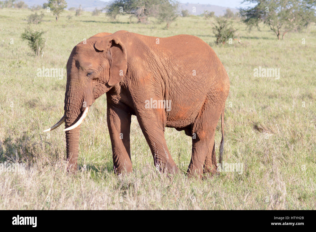 Red Elephant isolated in the savannah of Tsavo East park in Kenya Stock ...