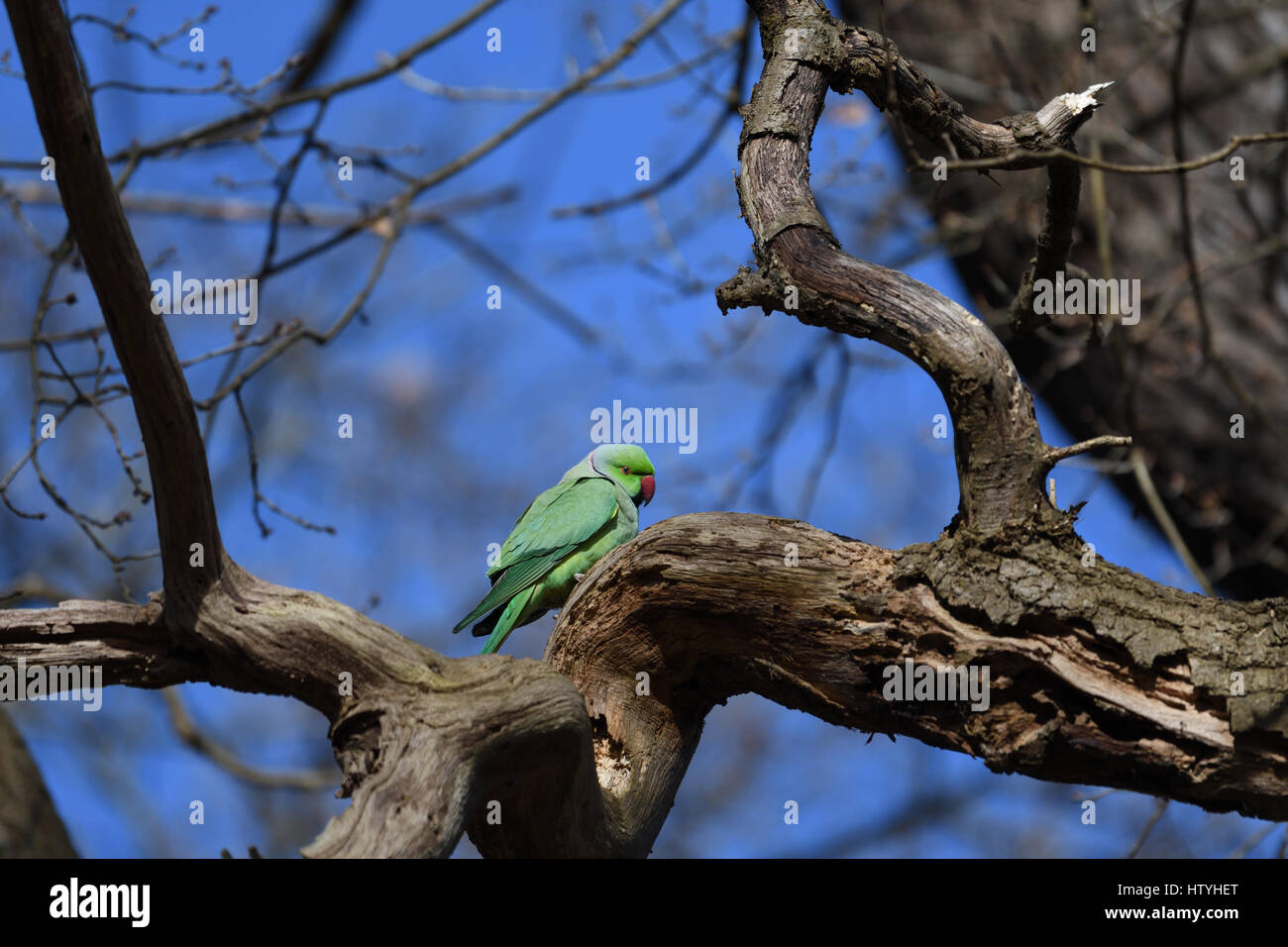 Rose ringed or ringed neck parakeet in a tree in Richmond Park England ...