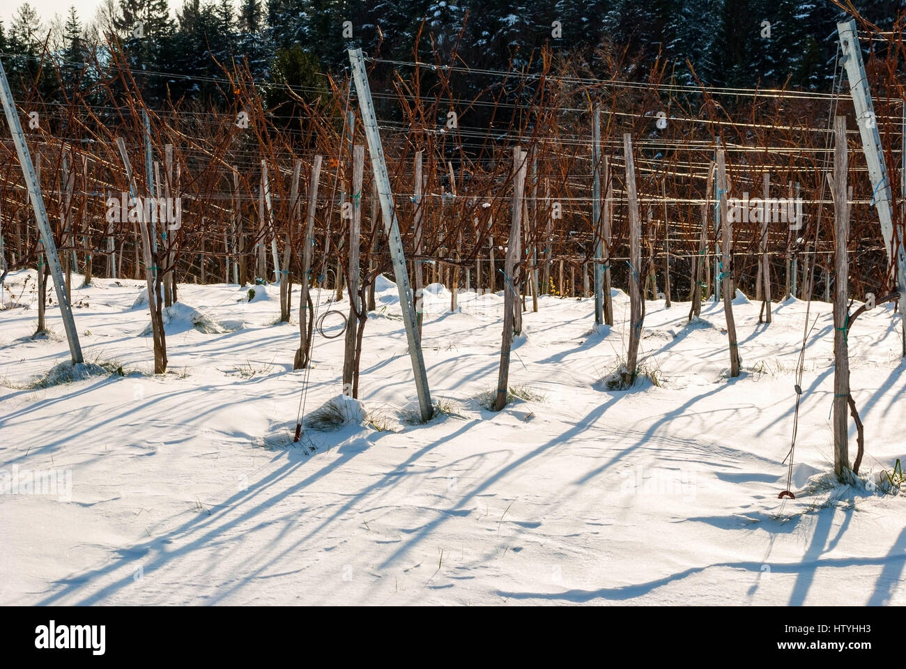 Vineyard in snow hi-res stock photography and images - Alamy