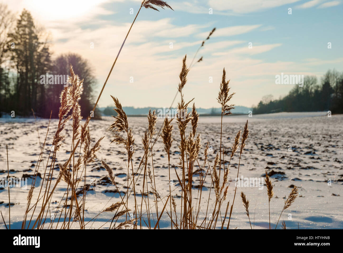 Dry tall grass hi-res stock photography and images - Alamy