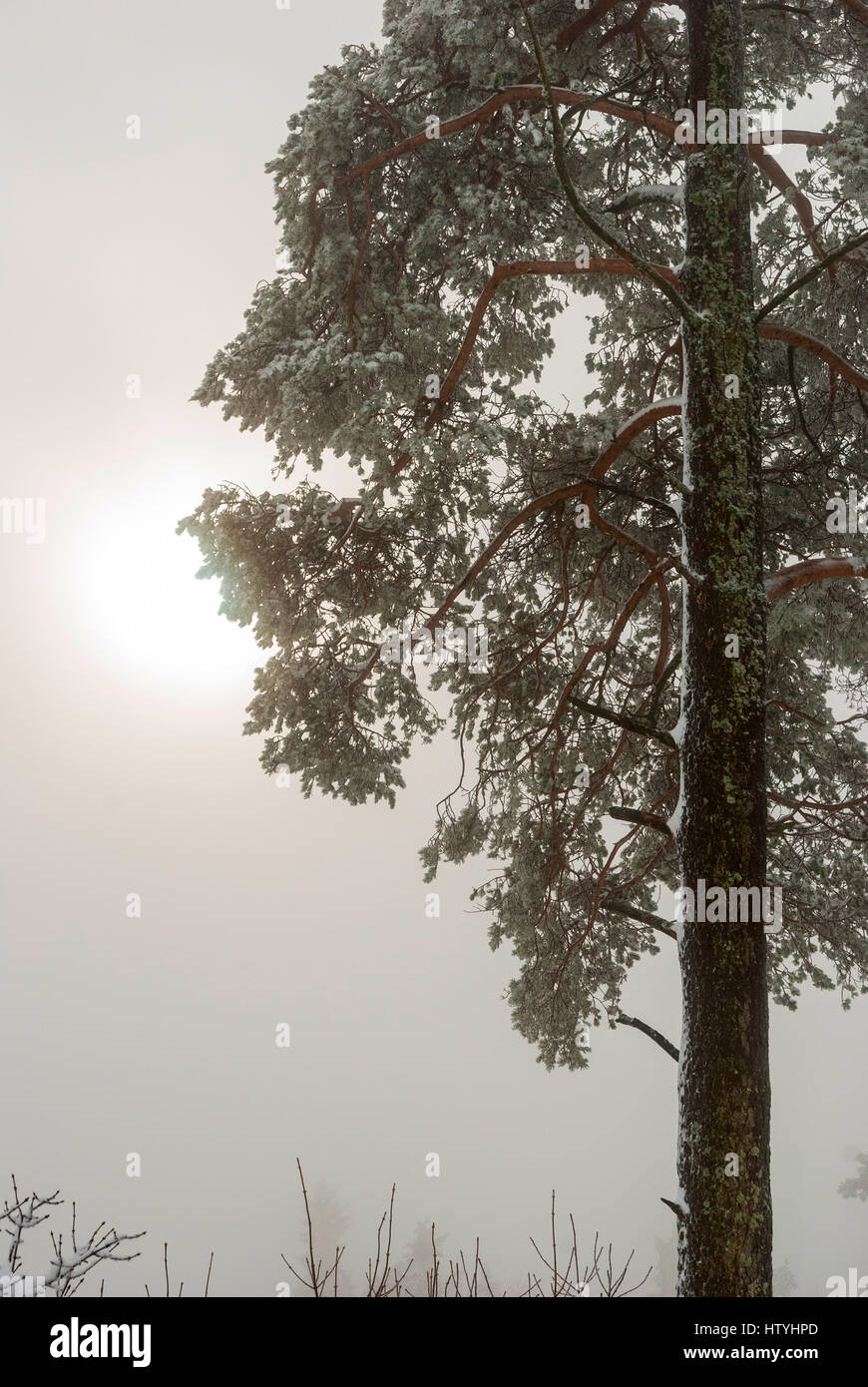 Spruce tree in winter with sun shinning behind the clouds Stock Photo ...