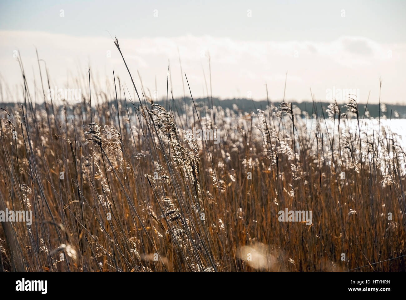 Grass winter hi-res stock photography and images - Alamy